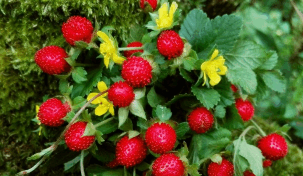 Ces petits fruits rouges qui ont l’air très appétissants sont de ...